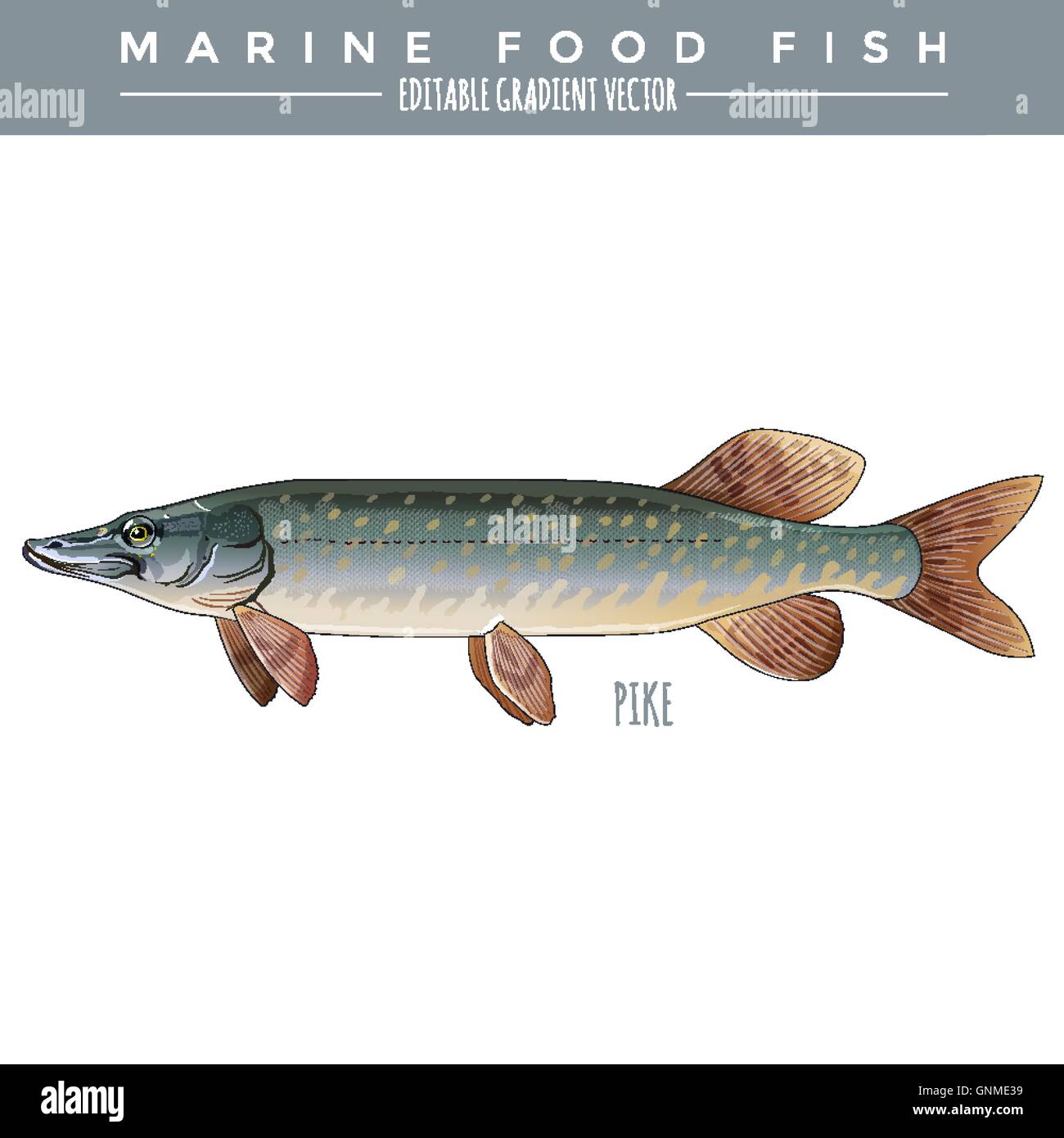 Silver pike hi-res stock photography and images - Alamy