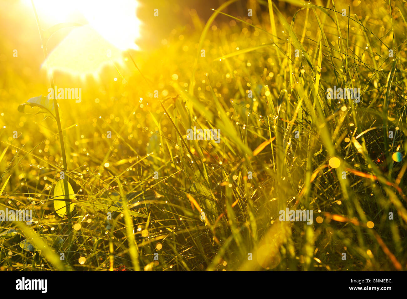 sunrise in beautiful alley Stock Photo - Alamy