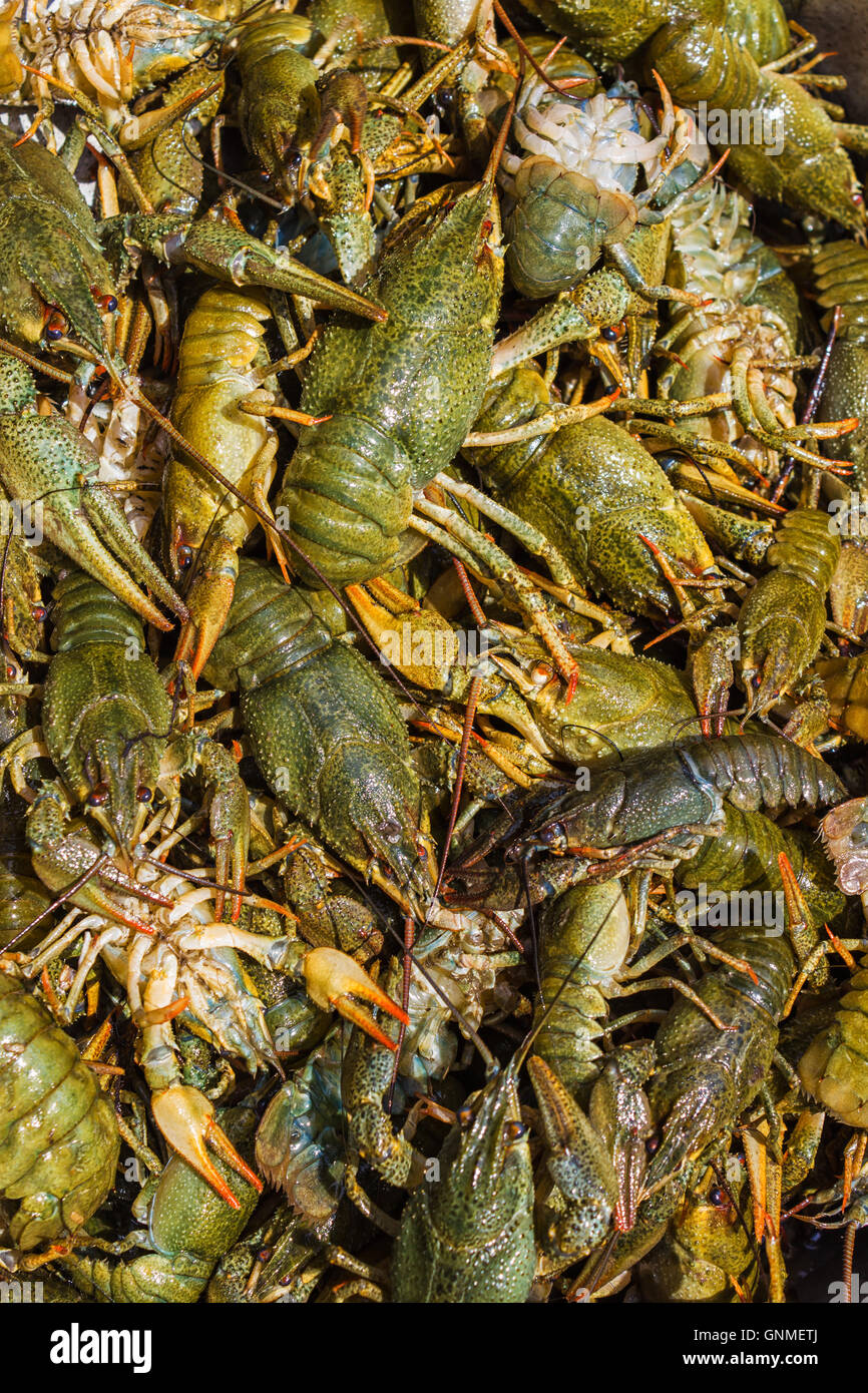Background of live crawfish Stock Photo - Alamy
