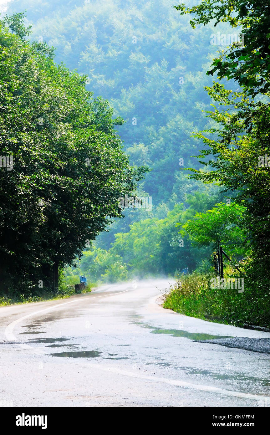 country side road in green forest Stock Photo - Alamy