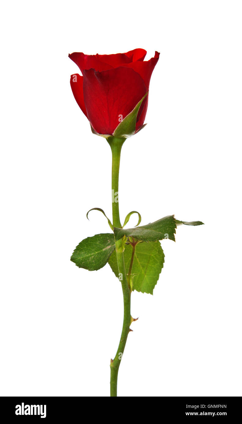 Single red rose Stock Photo - Alamy