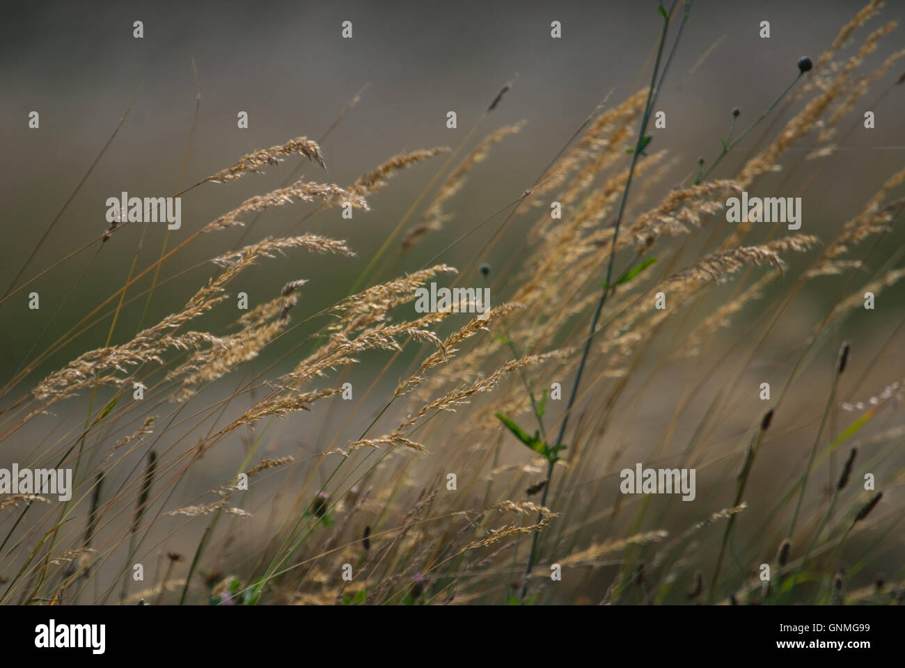 wind in grass Stock Photo - Alamy