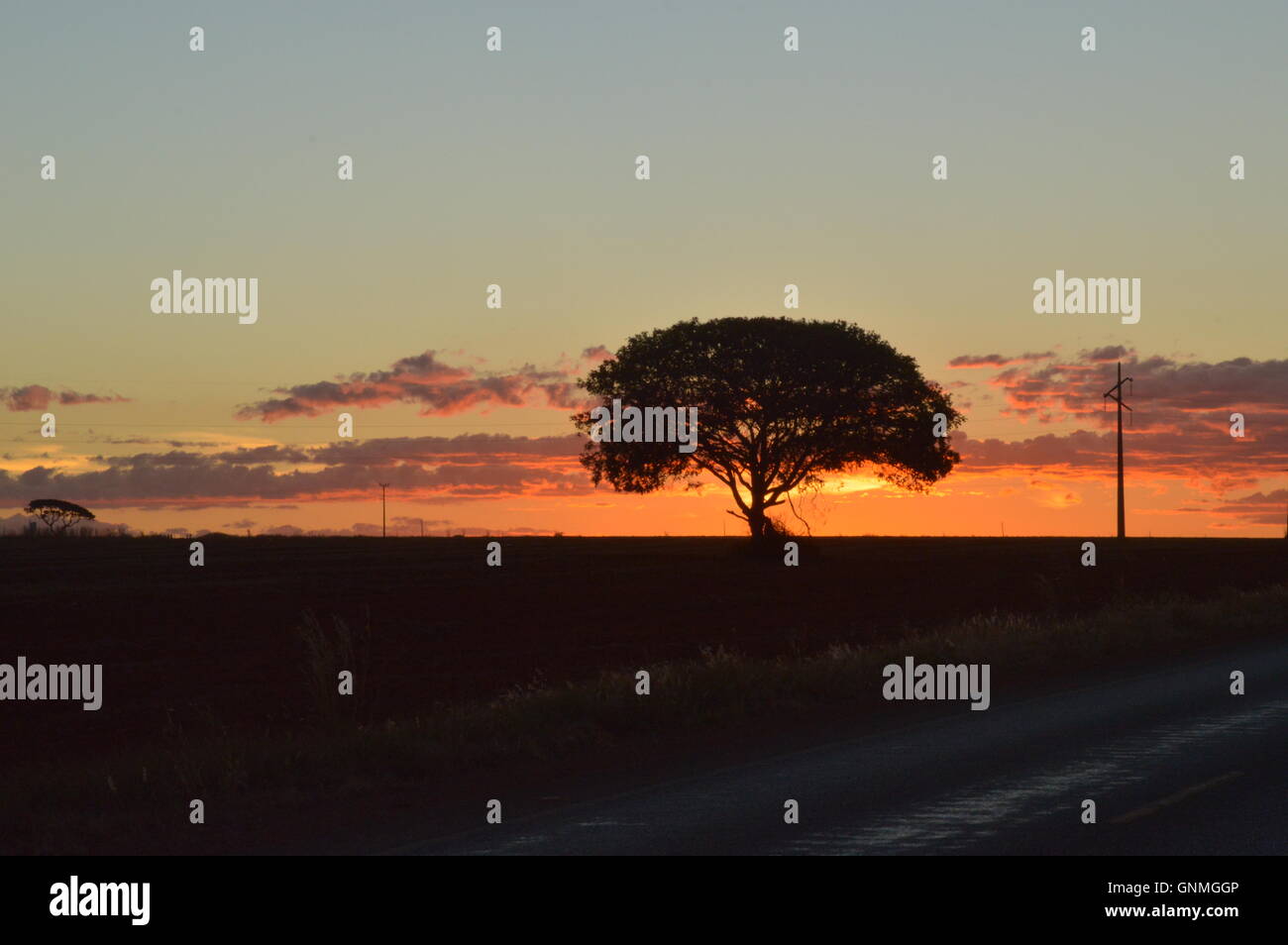 Cerrado tree hi-res stock photography and images - Alamy