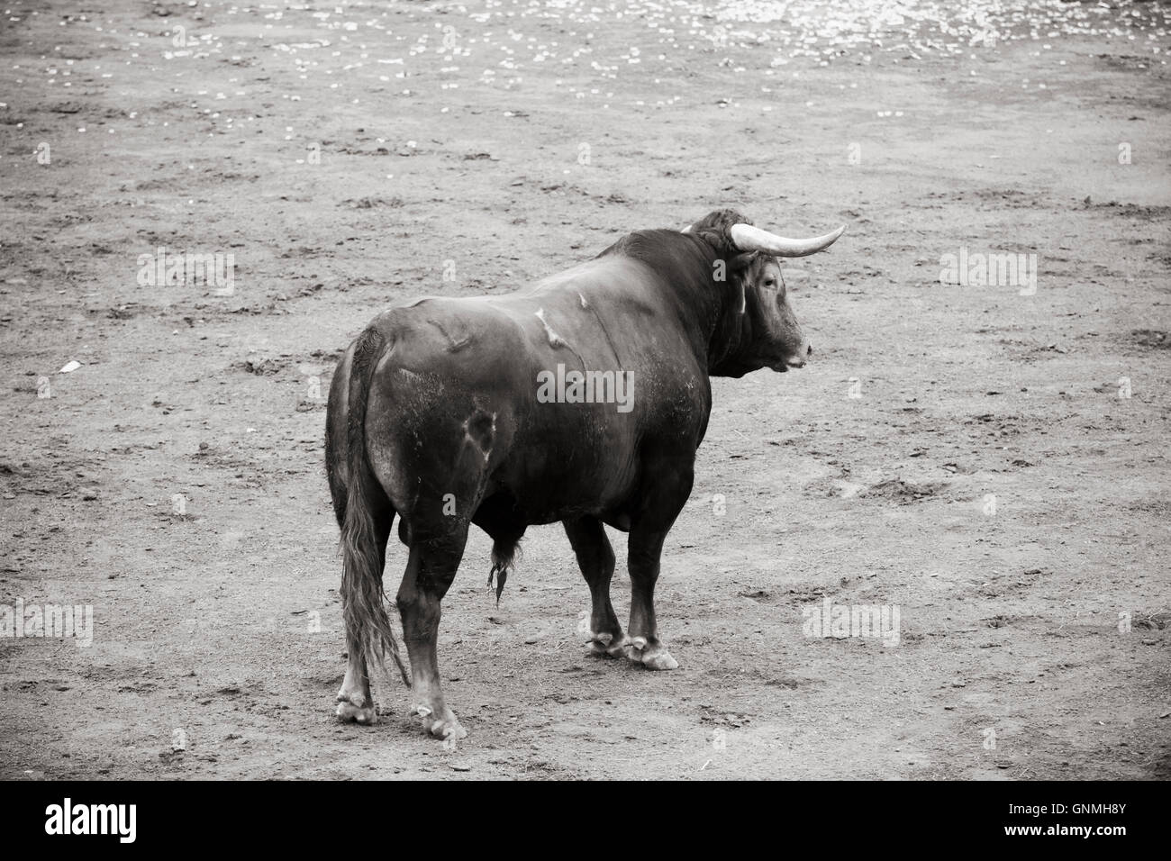 Dangerous Bull Wallpaper