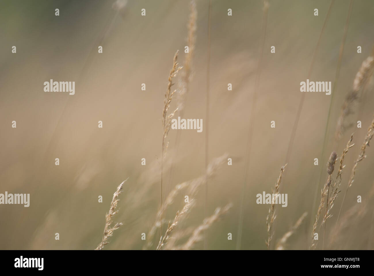 Greenfield grass herb hi-res stock photography and images - Alamy