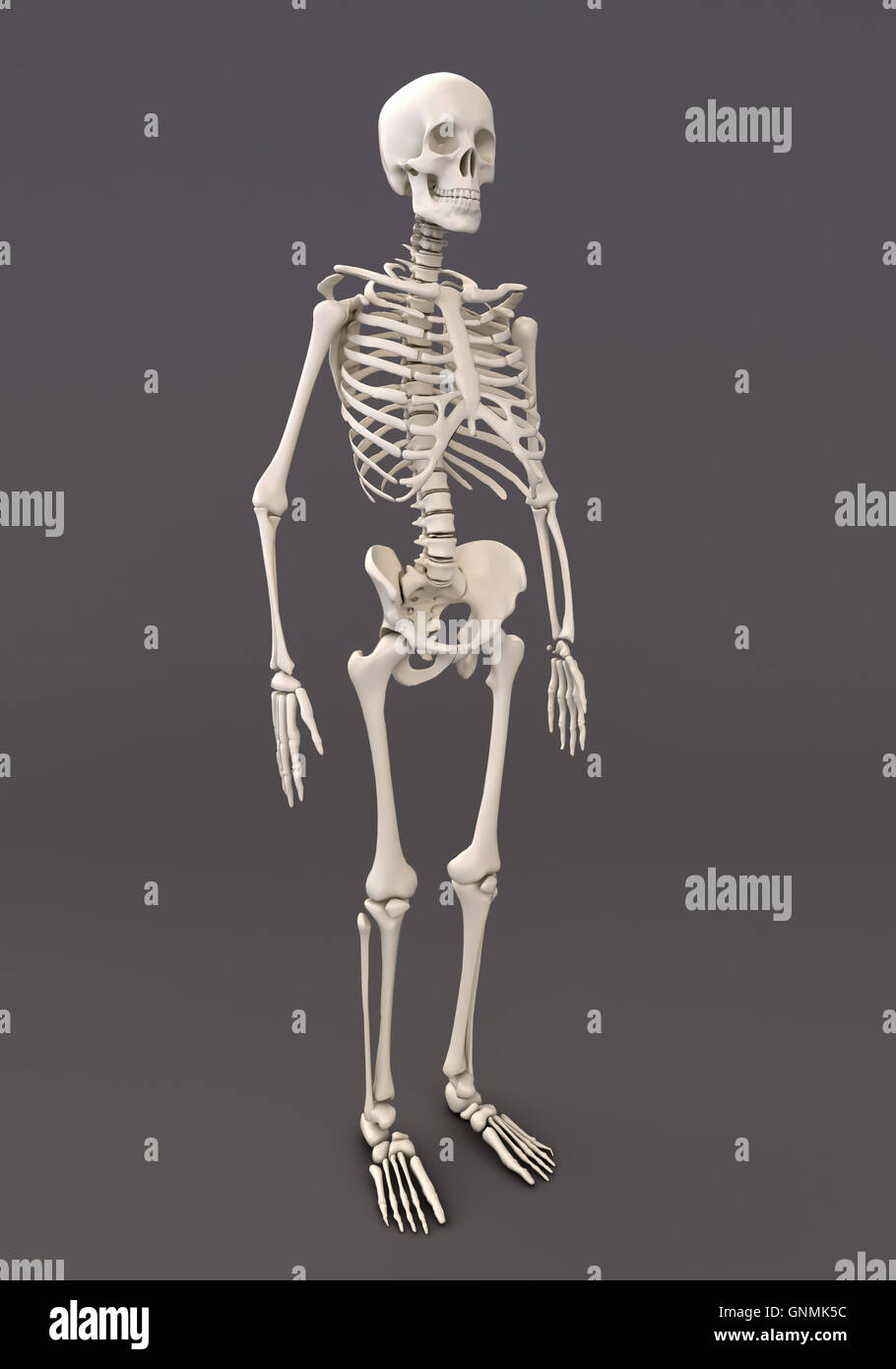 Skeleton of a gray background Stock Photo - Alamy