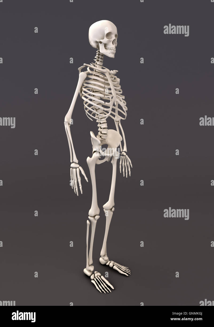 Skeleton of a gray background Stock Photo - Alamy
