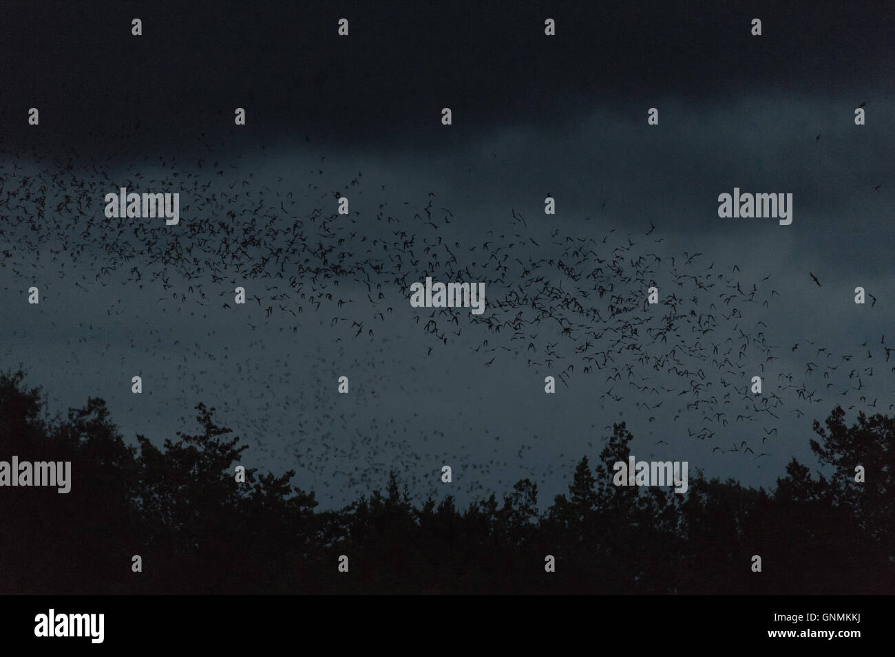 Mexican Free Tailed Bats emerging Stock Photo - Alamy