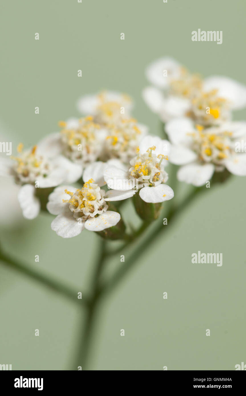 Achillea flowers over green background, close up Stock Photo - Alamy
