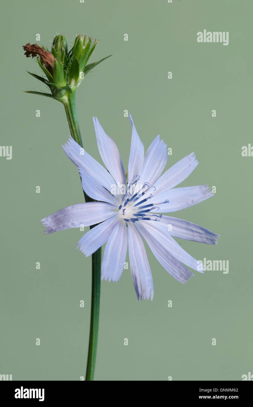 Cichorium intybus on a green background, close up Stock Photo - Alamy