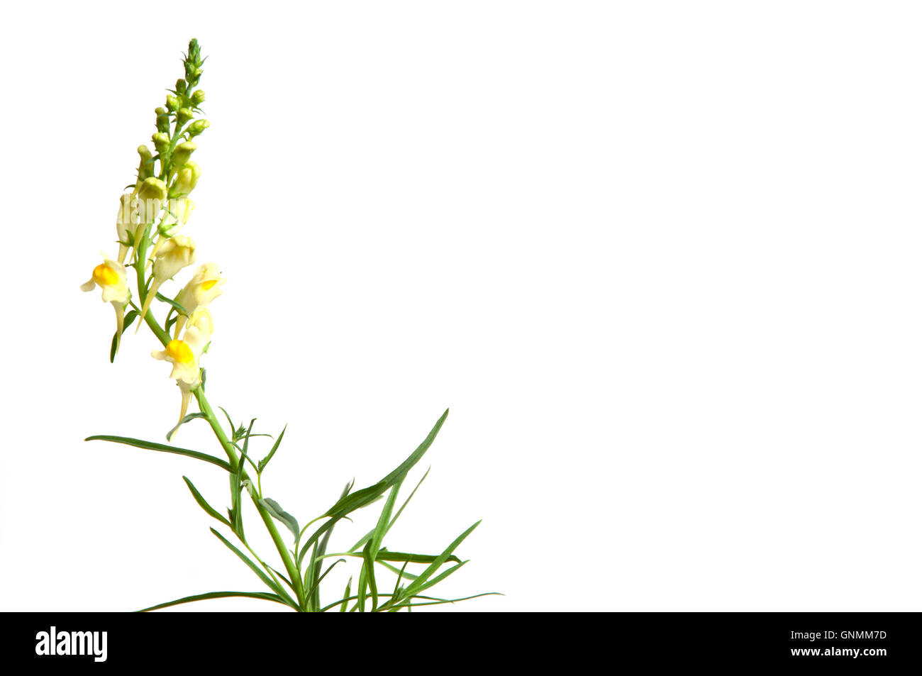 Toadflax flowers over white background, closeup Stock Photo - Alamy