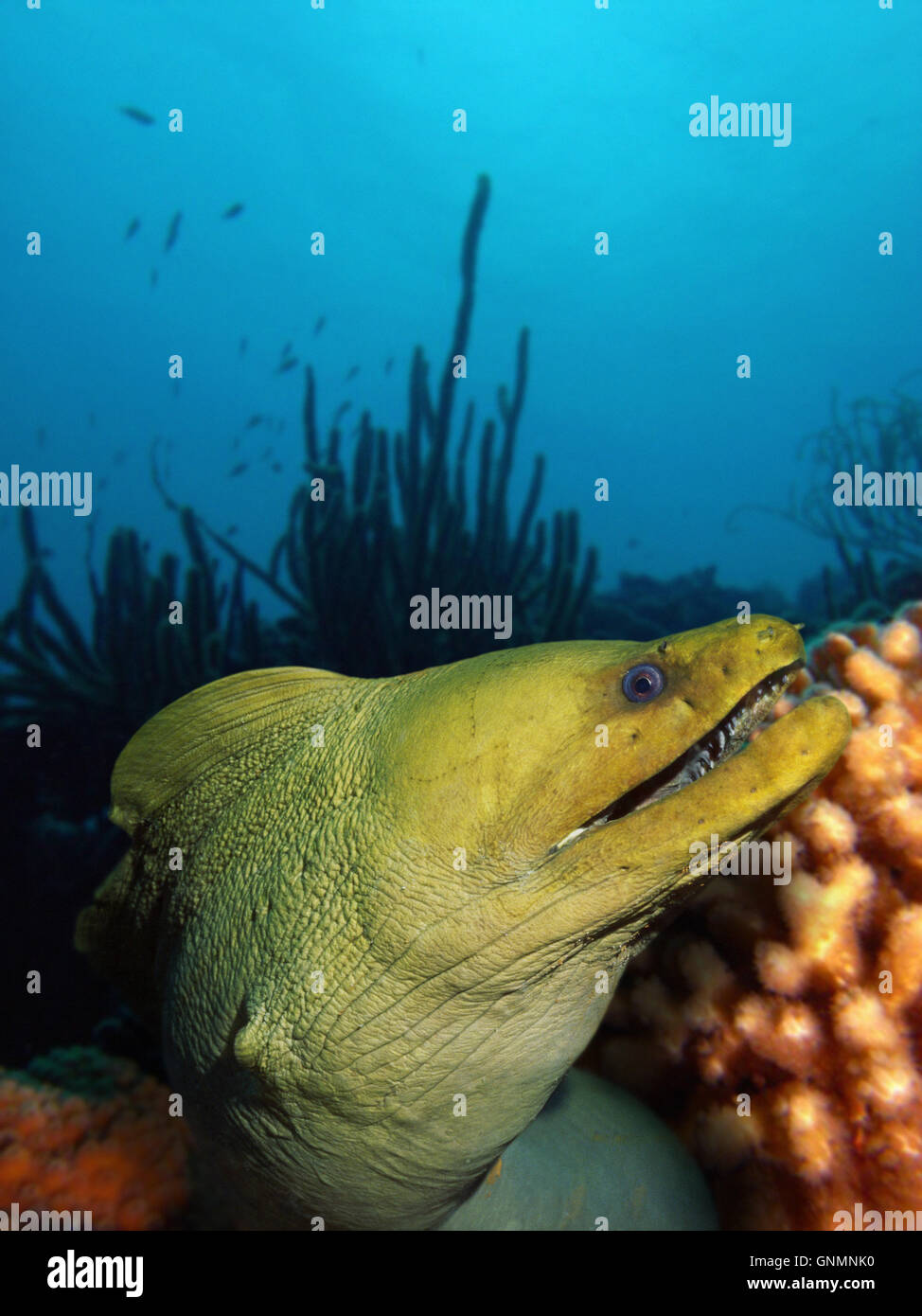 Moray Eel Conger High Resolution Stock Photography and Images - Alamy