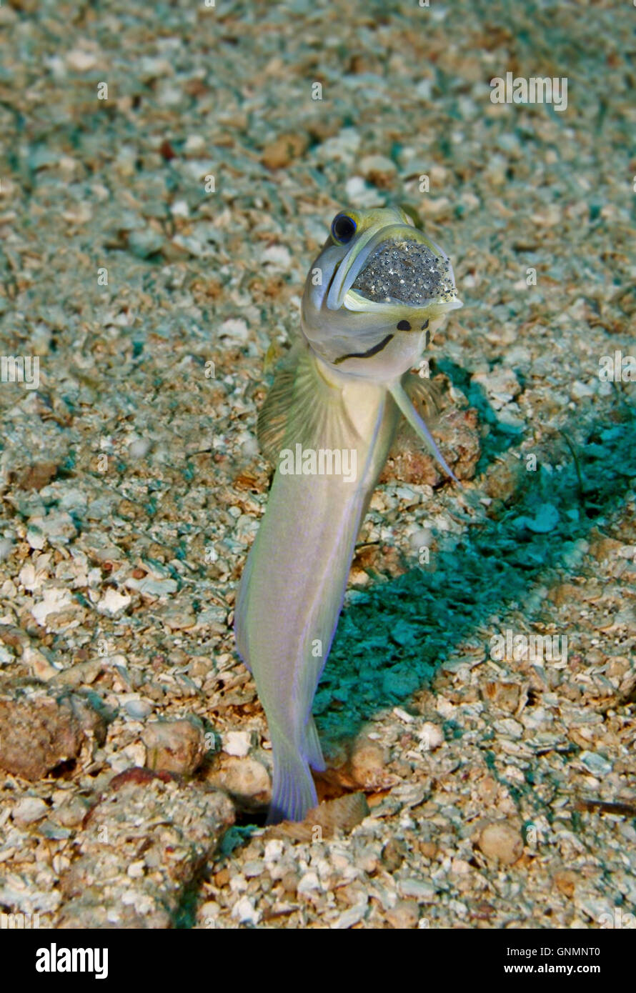 Fish Mouth Brooding High Resolution Stock Photography and Images - Alamy
