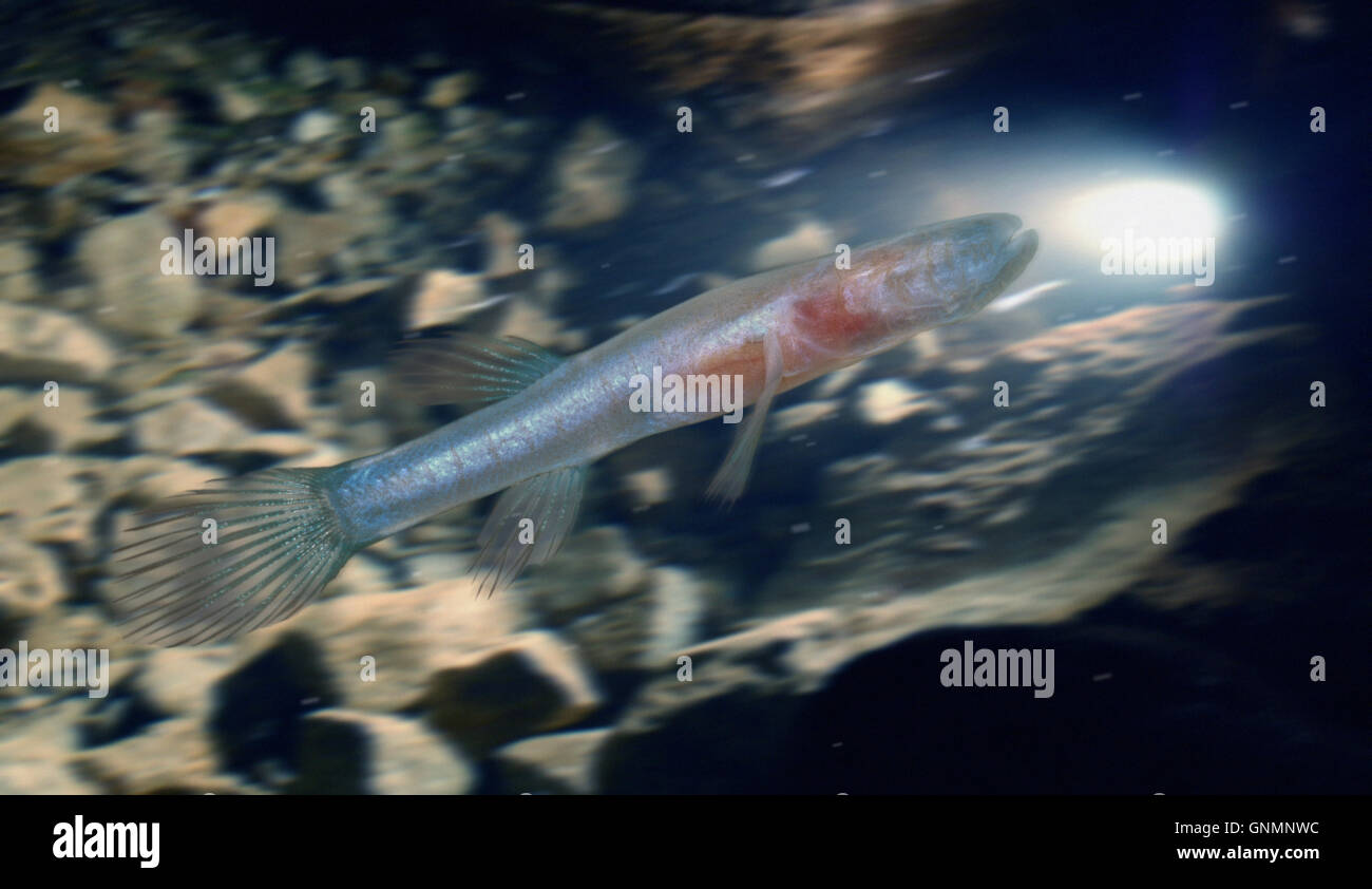 Subterranean Species High Resolution Stock Photography and Images - Alamy