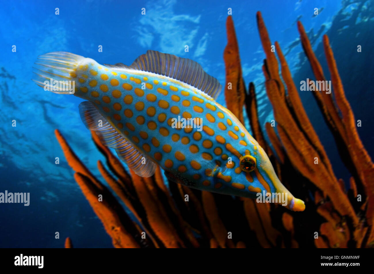 Longnosed Filefish High Resolution Stock Photography and Images - Alamy