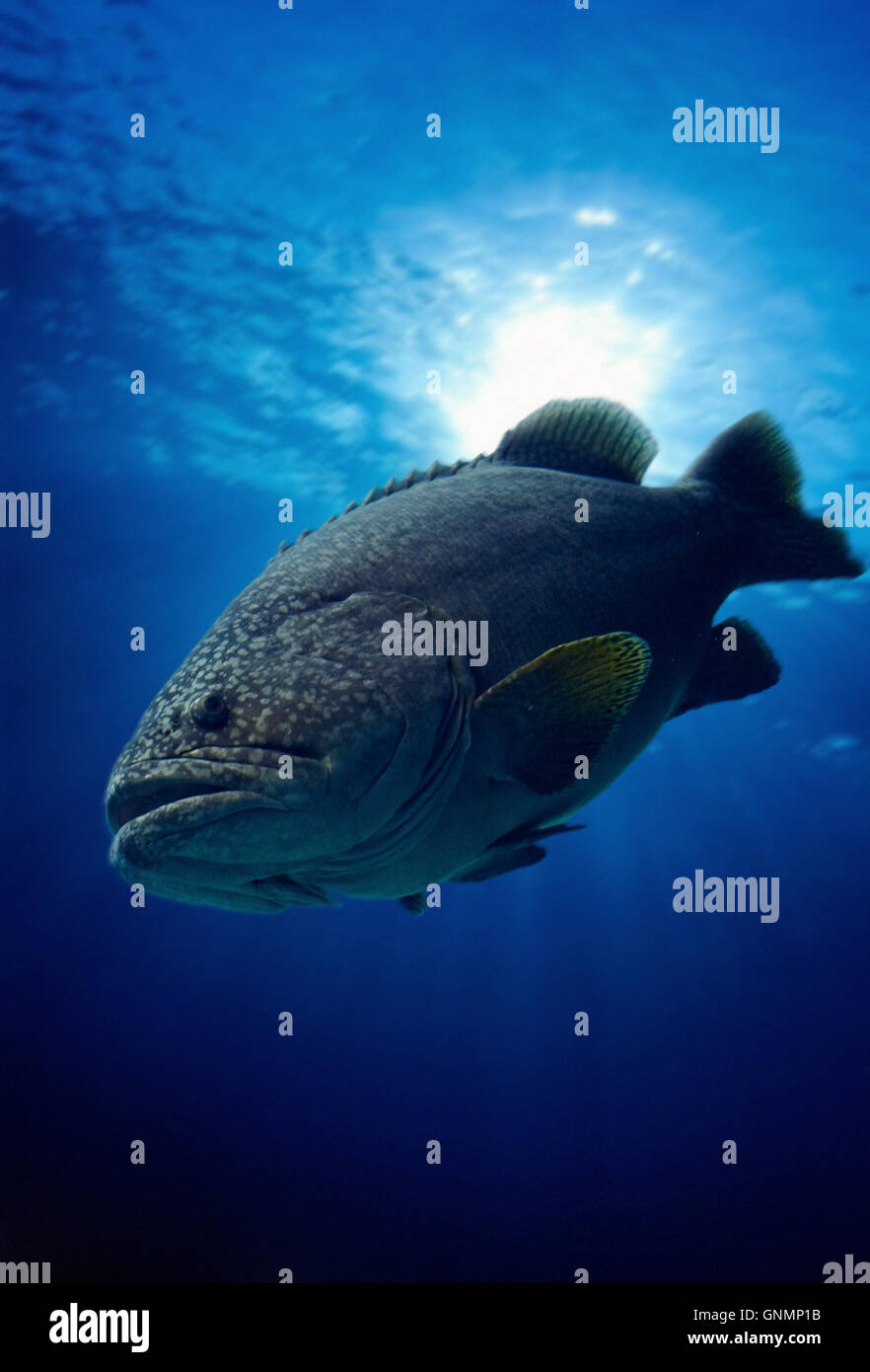 Epinephelus Lanceolatus Stock Photos & Epinephelus Lanceolatus Stock ...