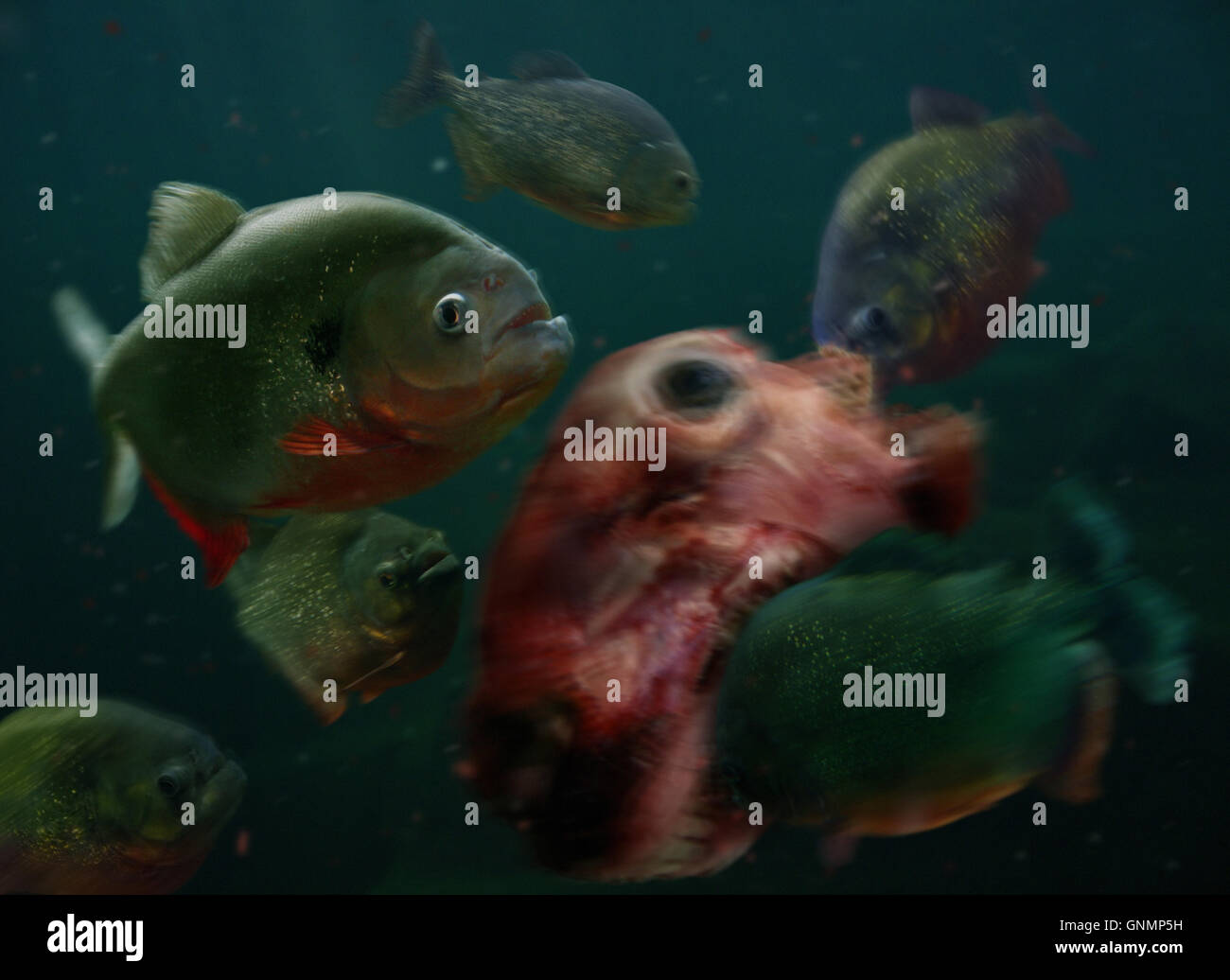 Video Of Piranha Fish Eating at David Velasquez blog