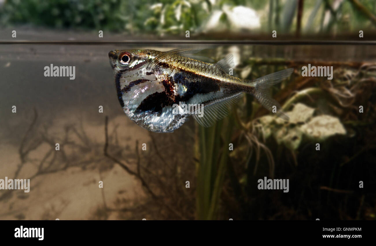 Freshwater Hatchetfish High Resolution Stock Photography and Images - Alamy