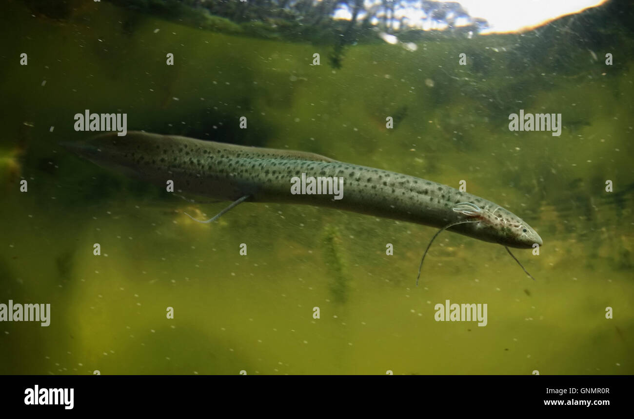 Congo River Africa Aerial High Resolution Stock Photography and Images ...