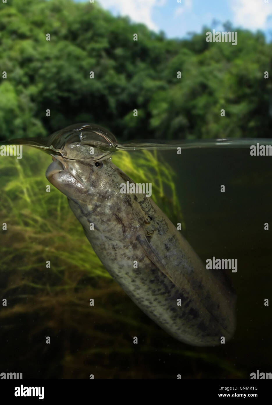 Protopteridae High Resolution Stock Photography and Images - Alamy