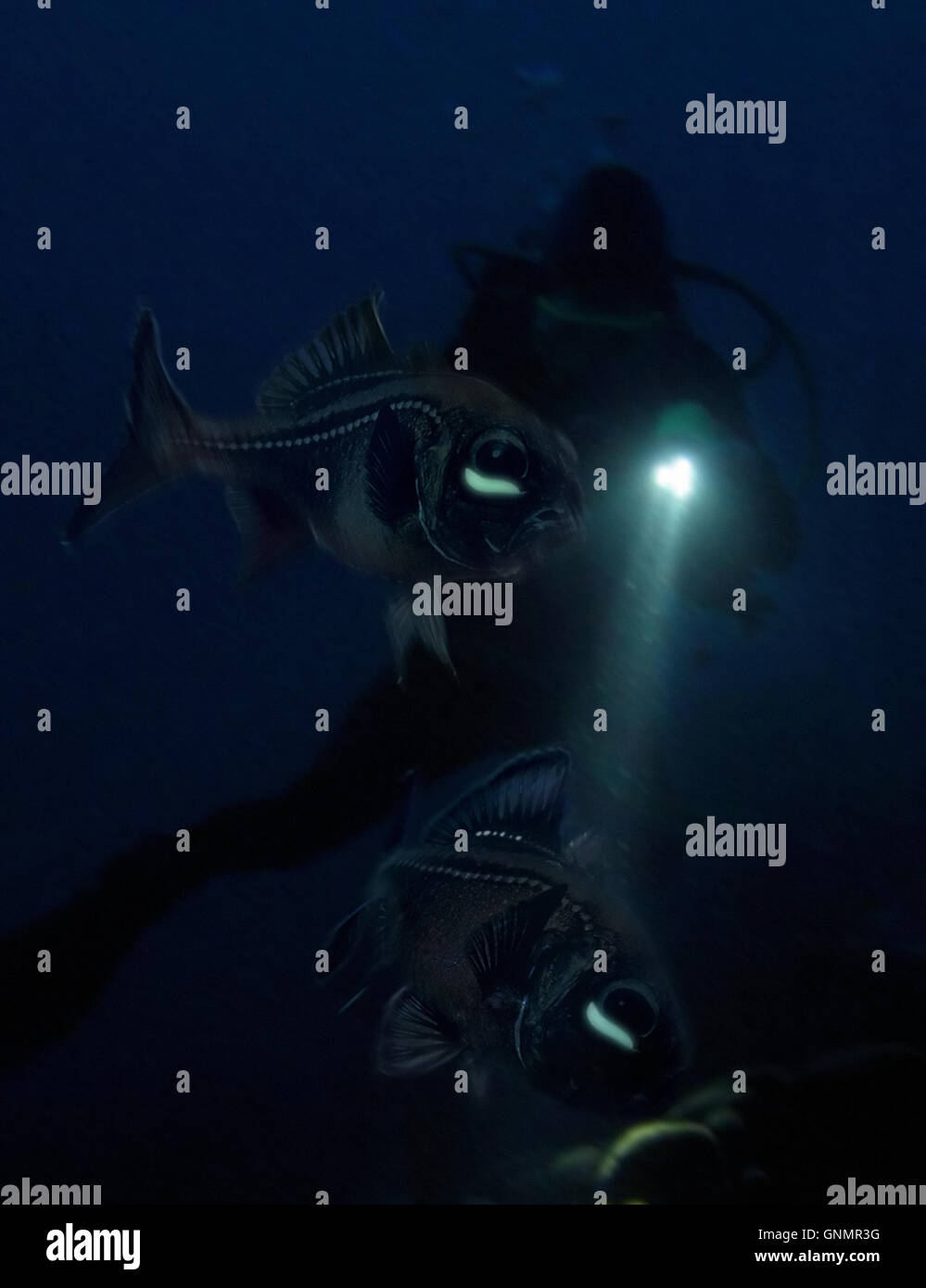 Bioluminescent Fish Aquarium High Resolution Stock Photography and ...