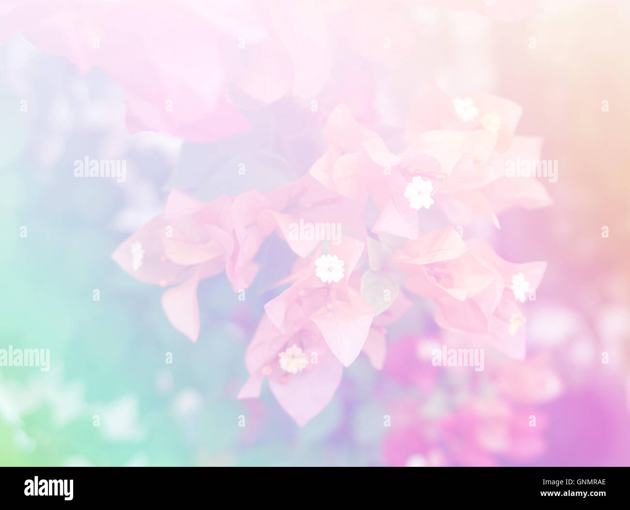 Flower Bougaville background, made with color filter effect Stock Photo ...