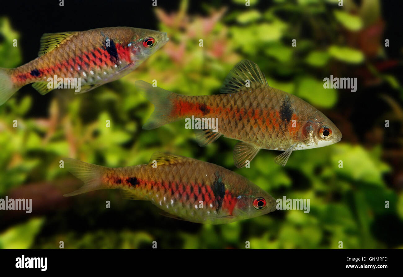 Ticto High Resolution Stock Photography and Images - Alamy