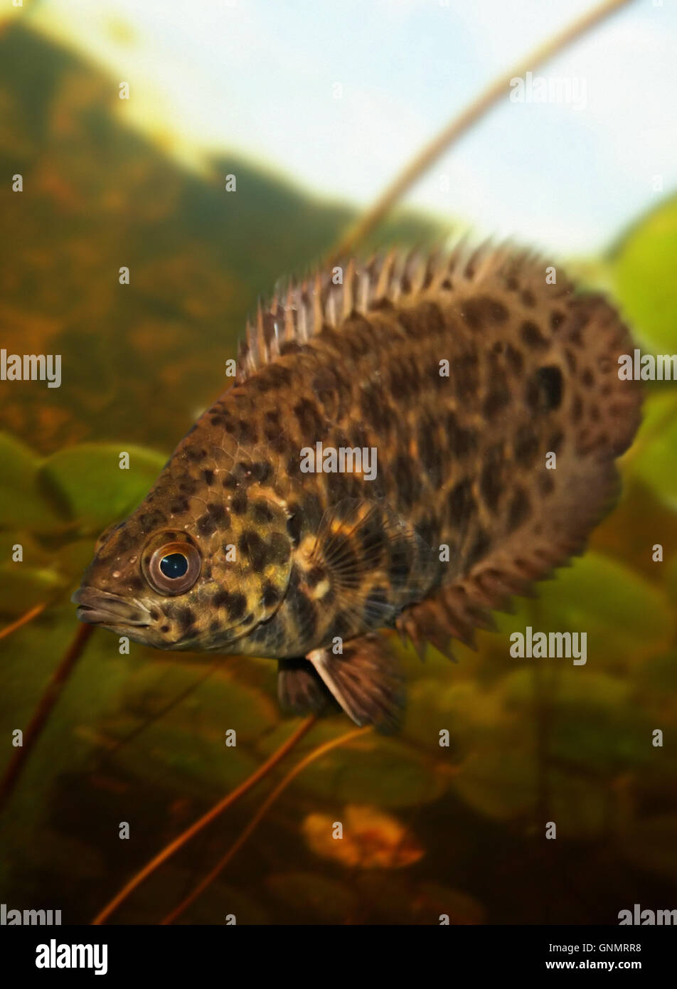 Spotted Ctenopoma High Resolution Stock Photography and Images - Alamy