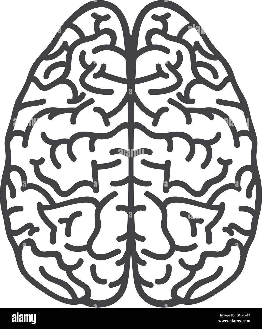 human brain organ Stock Vector Image & Art - Alamy