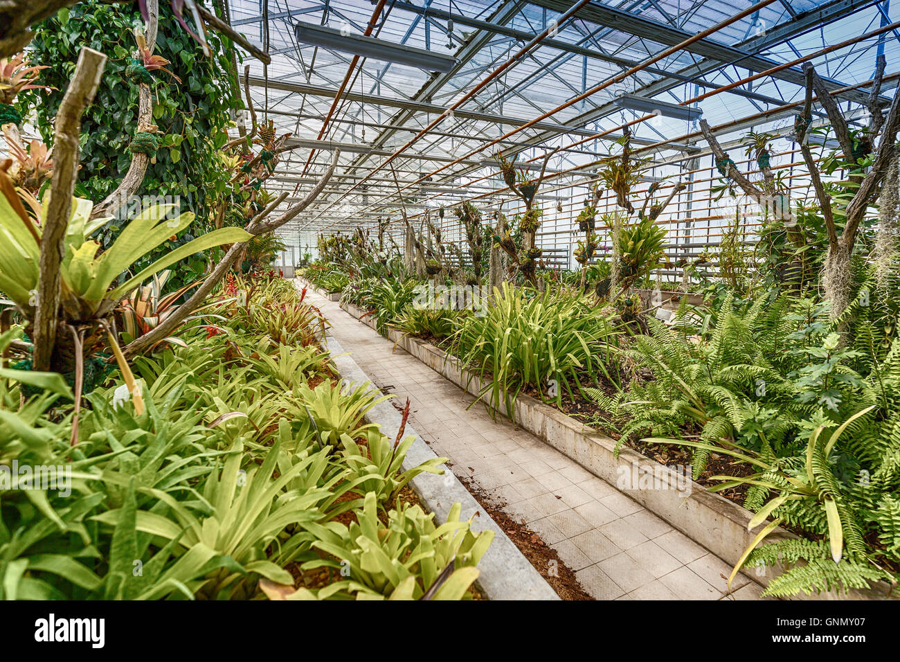 Interior botanic glasshouse building, greenhouse complex Stock Photo ...