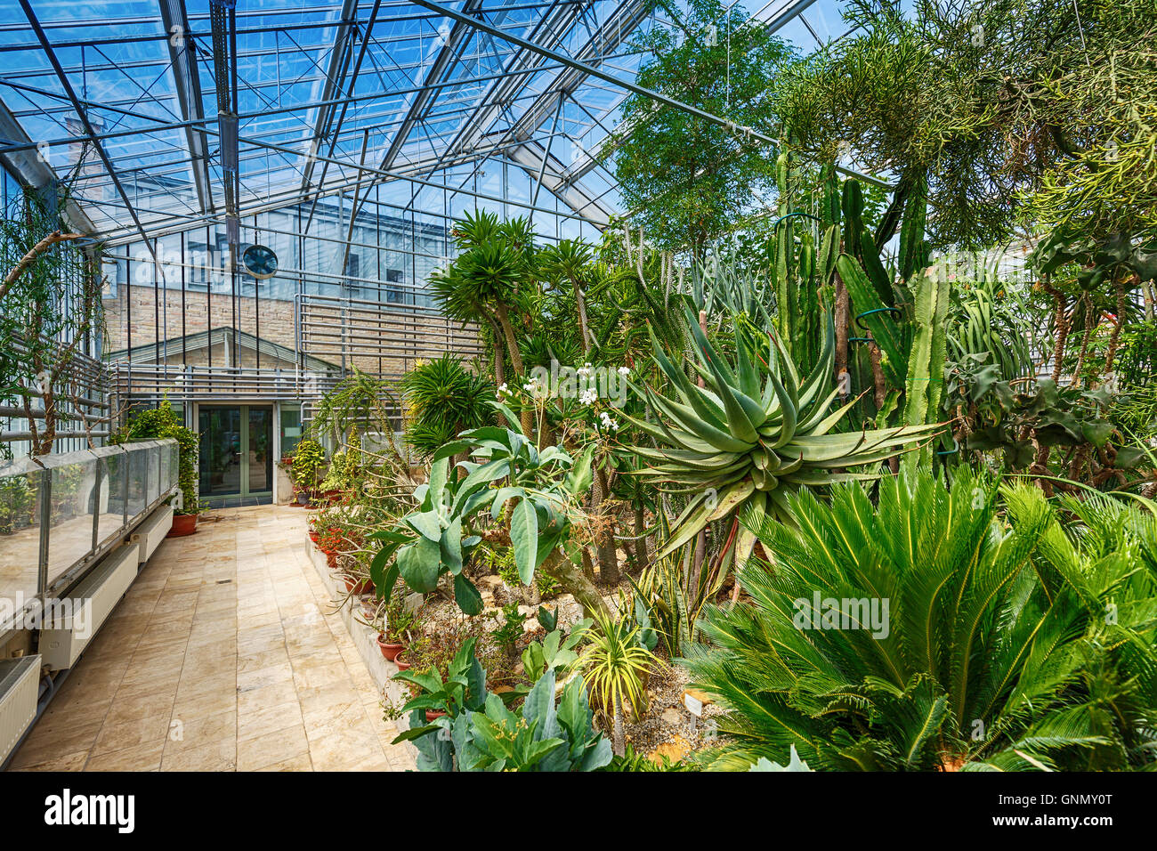 Tropical Plants in greenhouse at botanic garden Stock Photo - Alamy