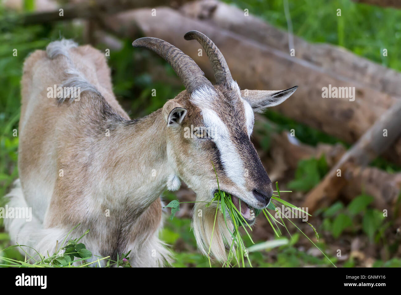 Adult village goat Stock Photo - Alamy