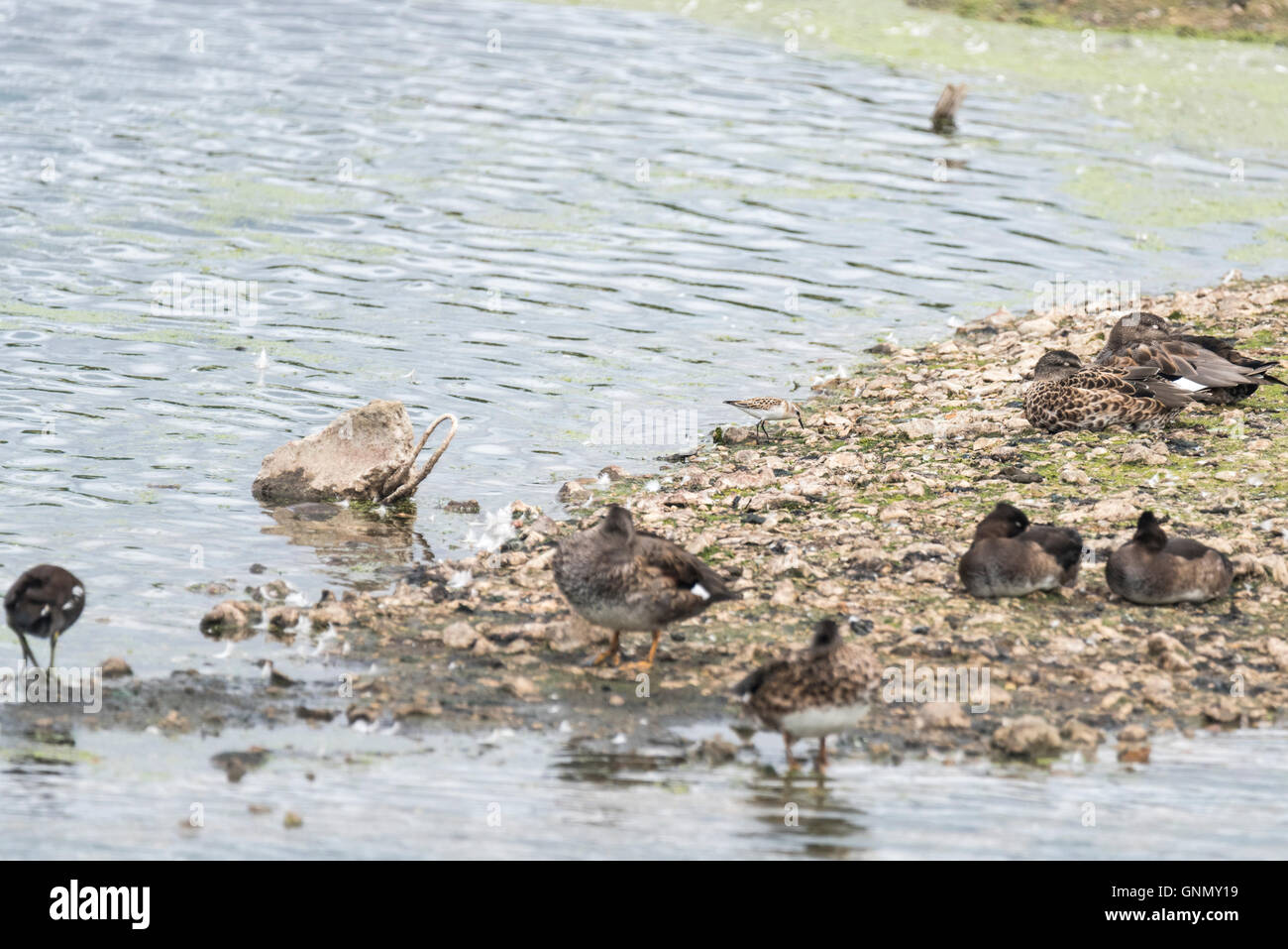 A Little Stint at Rye Meads, the first sighting since 1984 Stock Photo ...