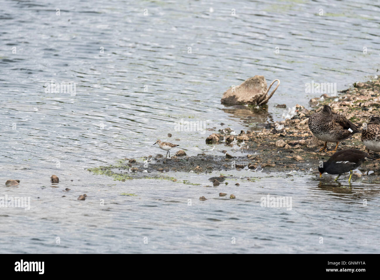 A Little Stint at Rye Meads, the first sighting since 1984 Stock Photo ...