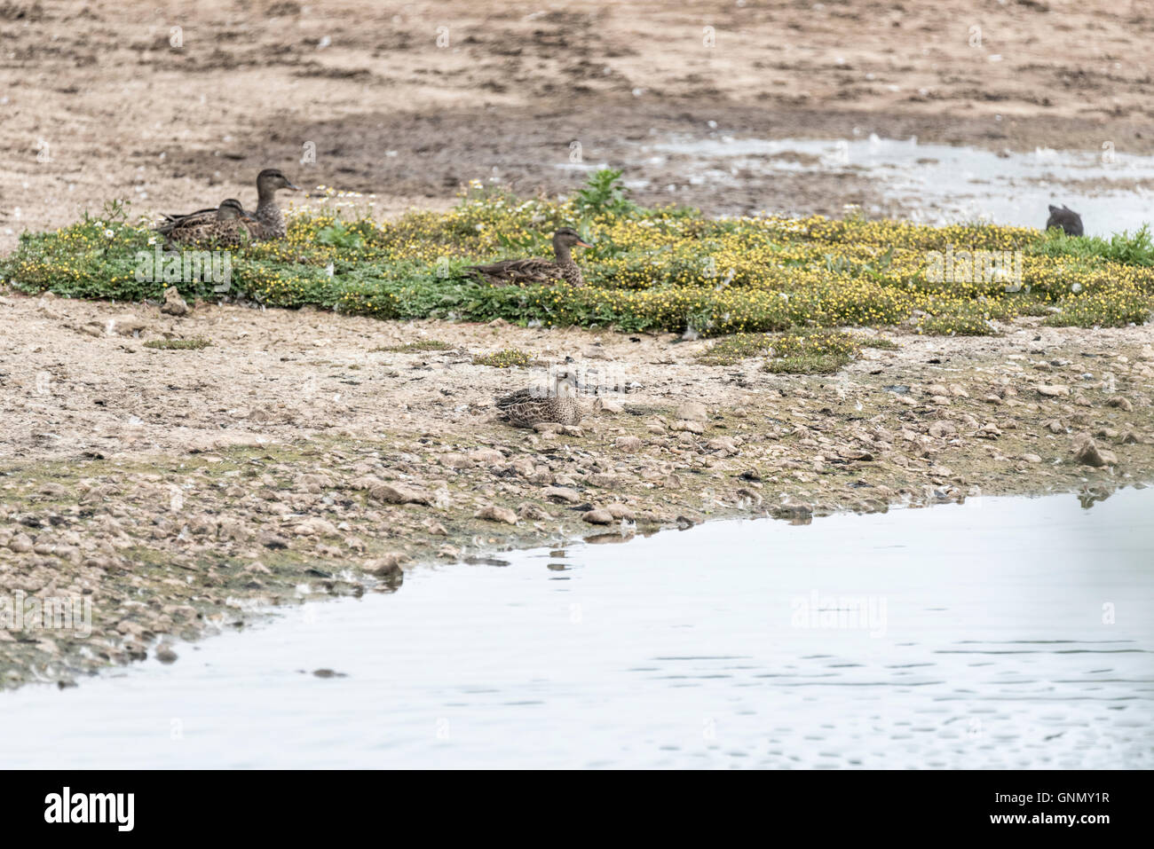 A sitting Garganey duck in eclipse plumage Stock Photo - Alamy