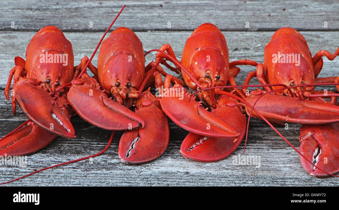 Steamed Lobsters - Lined up in a row, with claws crossed Stock Photo ...