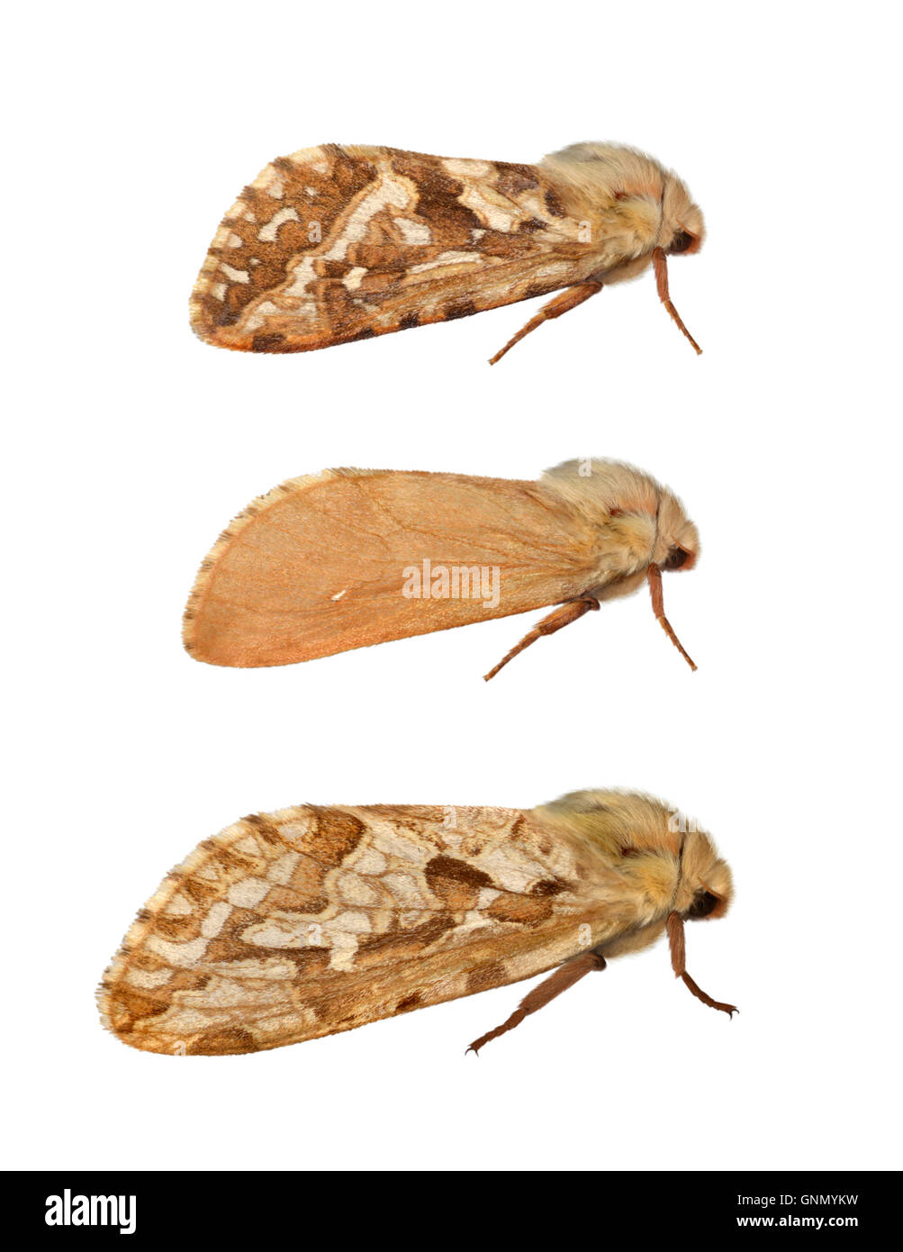 Map winged swift hi-res stock photography and images - Alamy