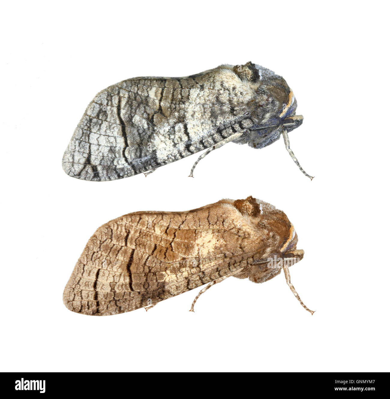 Goat Moth - Cossus cossus 50.001 BF162 Stock Photo - Alamy