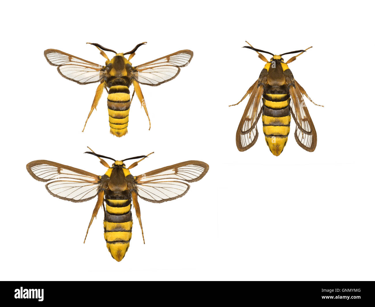 Hornet clearwings hi-res stock photography and images - Alamy