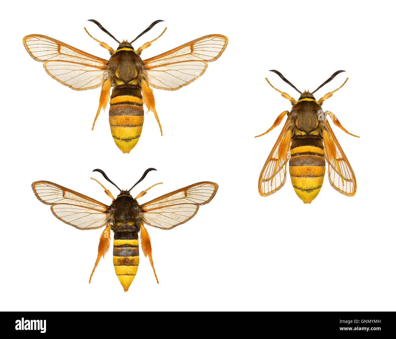 Hornet moth hi-res stock photography and images - Alamy