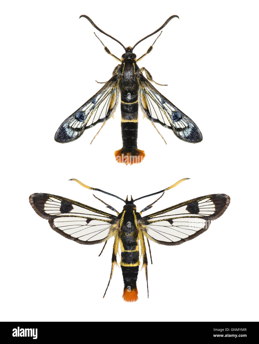 Synanthedon scoliaeformis Cut Out Stock Images & Pictures - Alamy