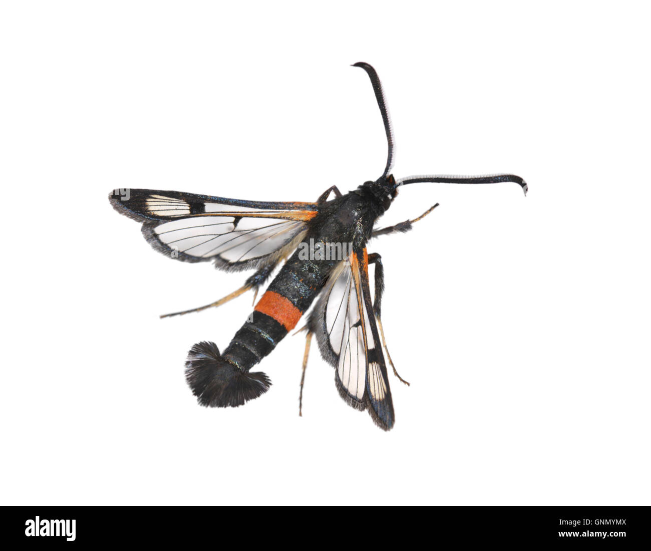 Large red moth Cut Out Stock Images & Pictures - Alamy
