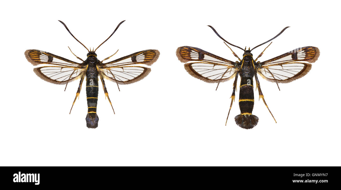 Currant clearwing moths hi-res stock photography and images - Alamy