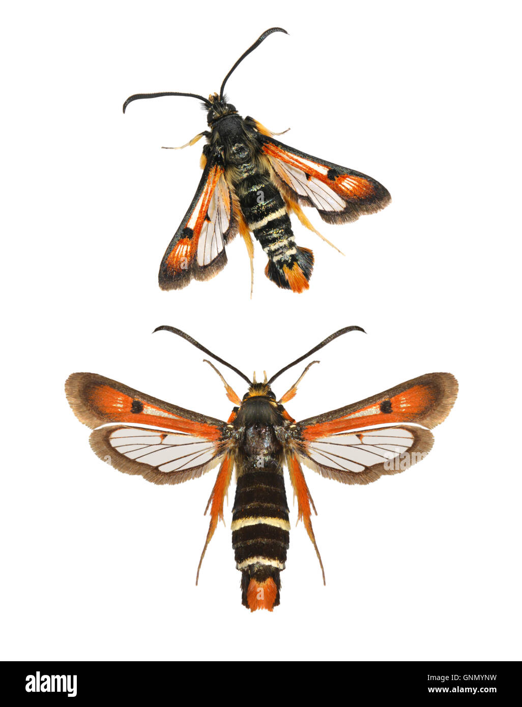 Fiery Clearwing - Pyropteron chrysidiformis 52.015 BF384 Stock Photo ...