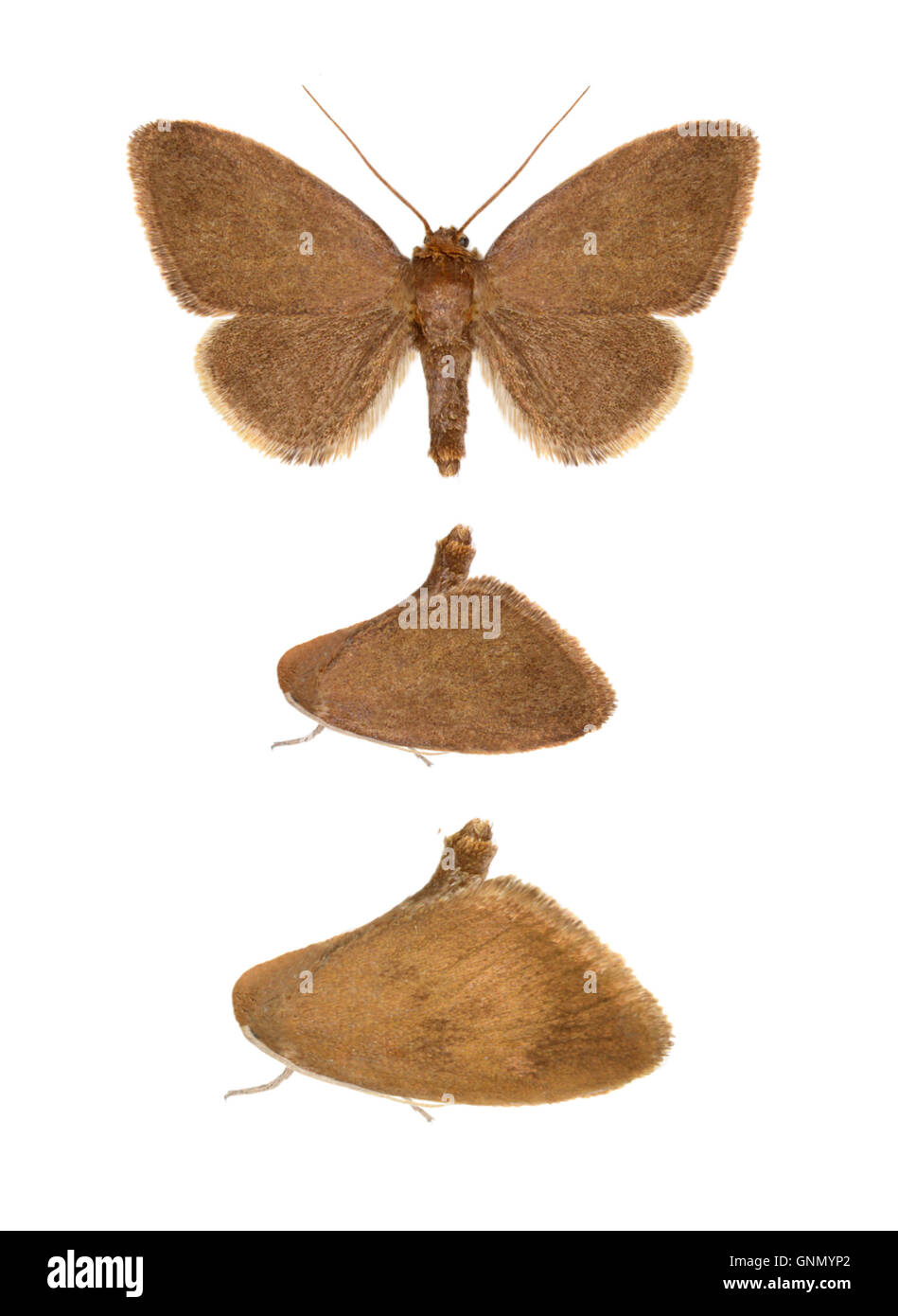 53 wing Cut Out Stock Images & Pictures - Alamy