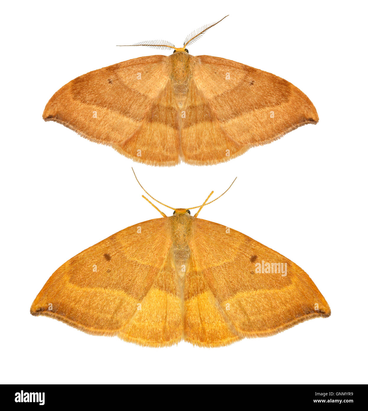 Hook tip moth hi-res stock photography and images - Alamy