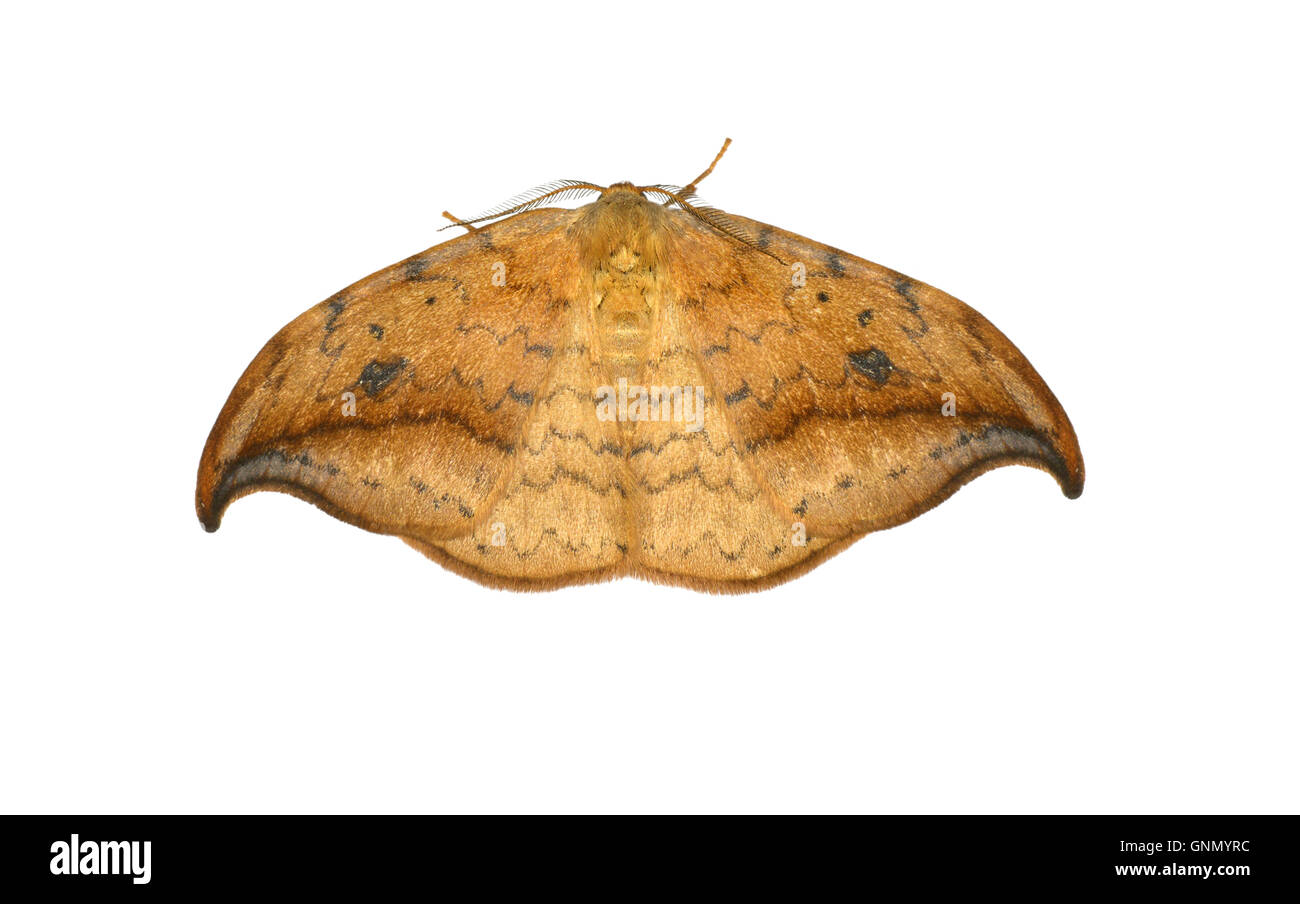 Drepana hi-res stock photography and images - Alamy