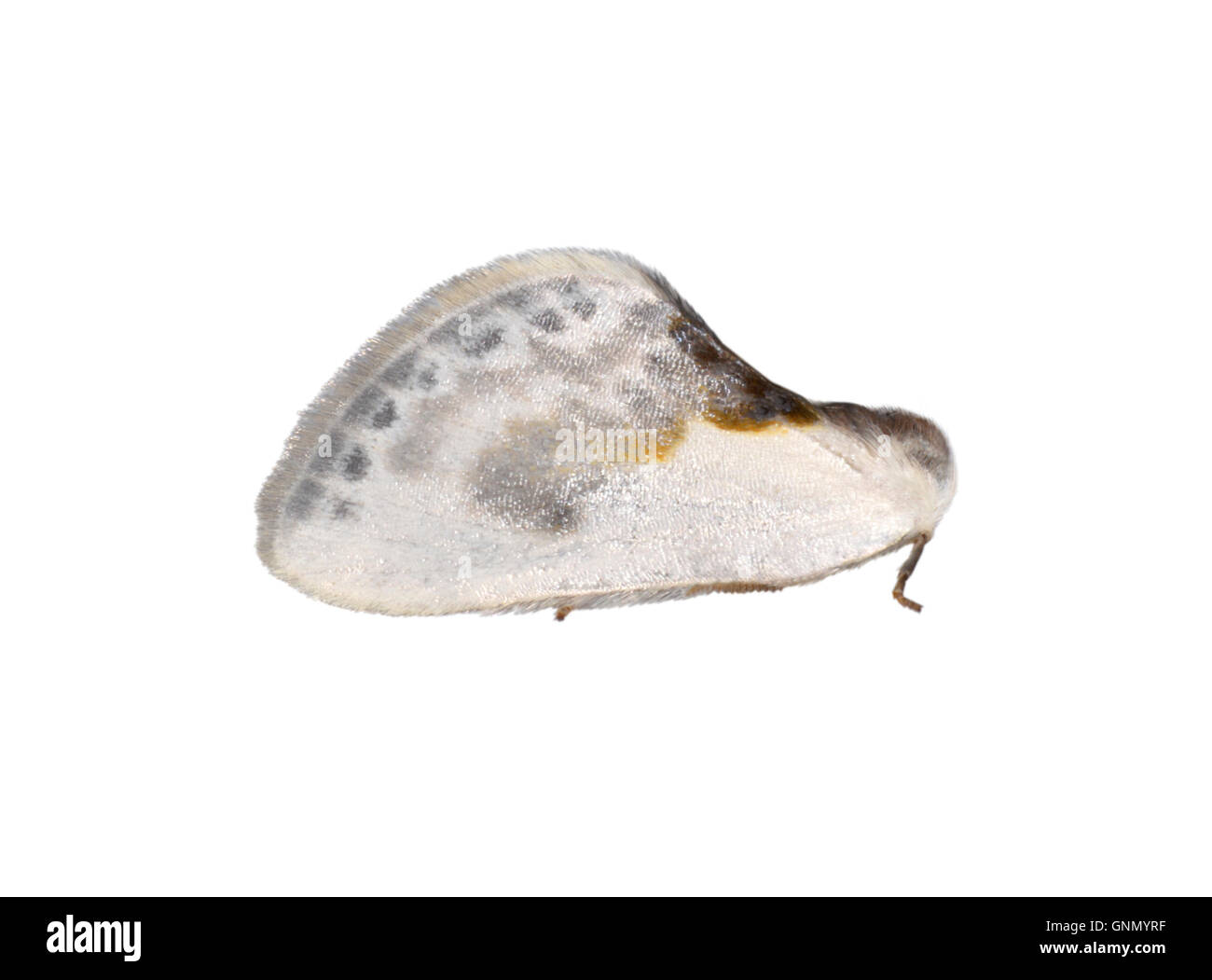 Chinese Character Moth Stock Photos & Chinese Character Moth Stock ...