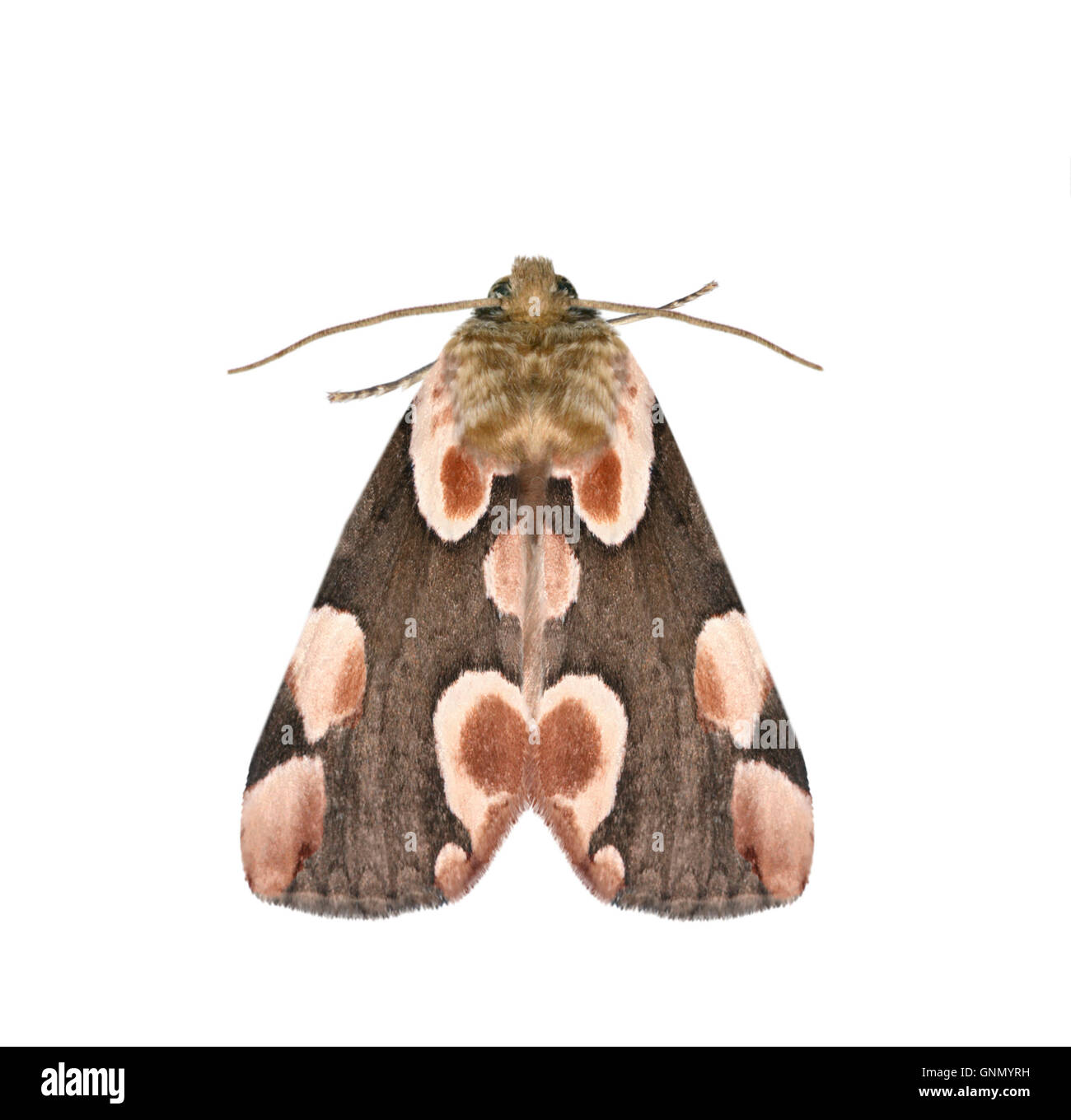 Peach moth hi-res stock photography and images - Alamy