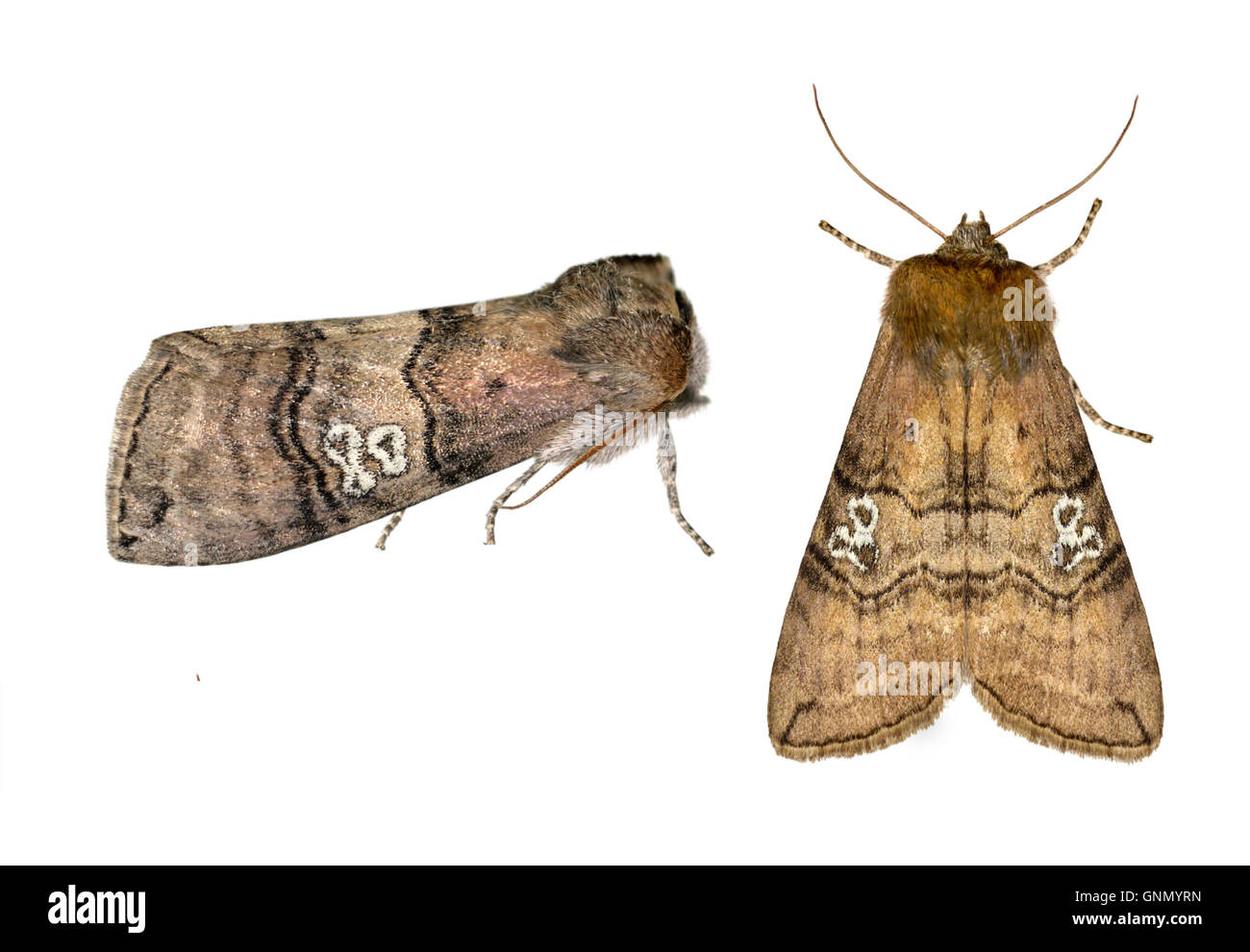 Figure of Eighty - Tethea ocularis 65.010 BF1654 Stock Photo - Alamy